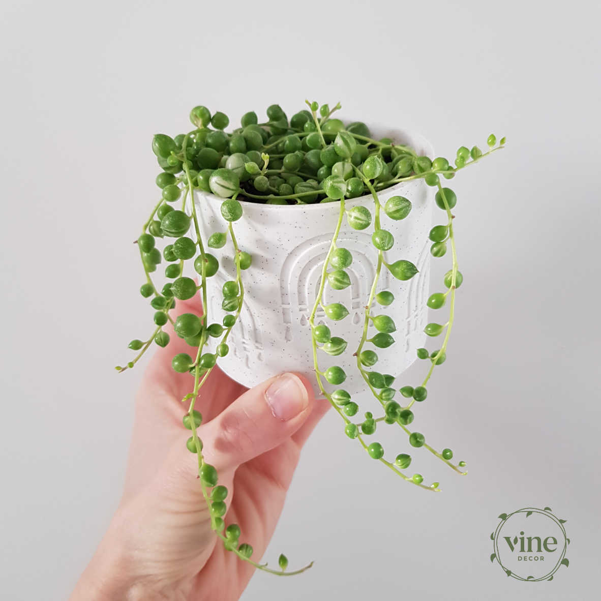 Rainbow Pot - Vine Decor
